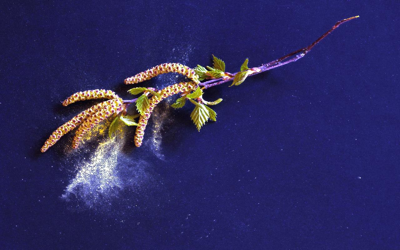 Gedämpfter Pollenflug und Erholung für die Flora