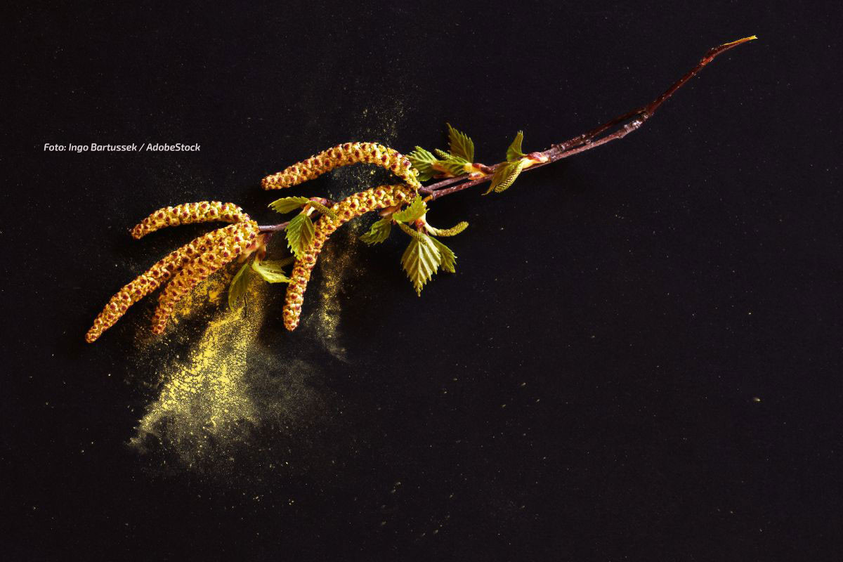 Pollenflug kommt frühzeitig in Schwung